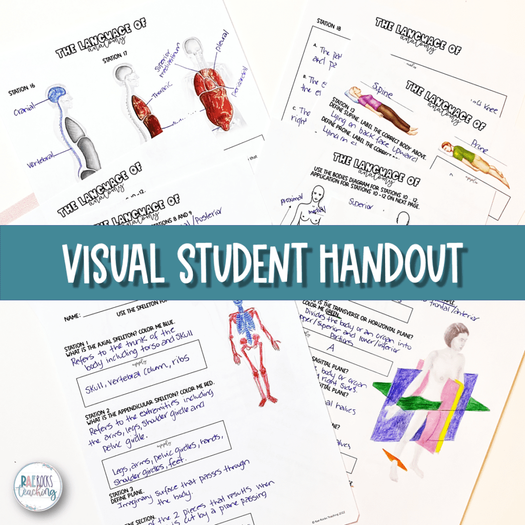 Anatomy Regions - Rae Rocks Teaching