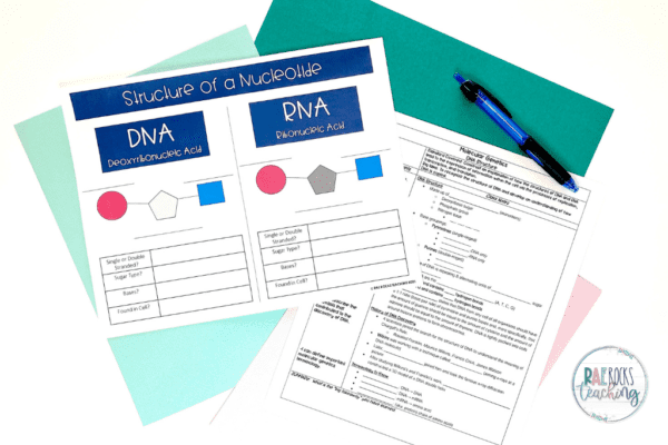 Best Ways to Teach the DNA and RNA Relationship to High Schoolers - Rae ...