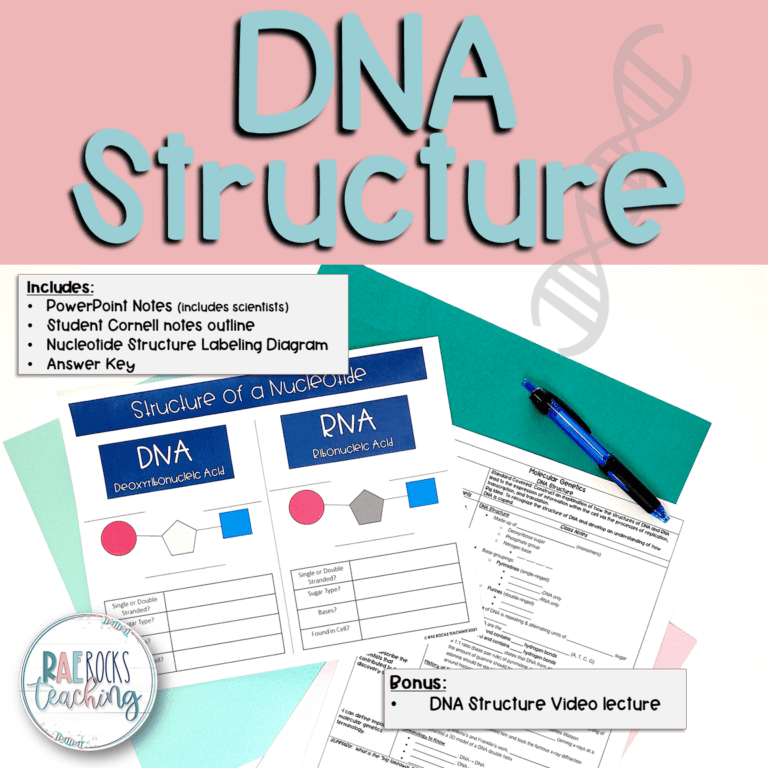 DNA Structure with Labels - Rae Rocks Teaching