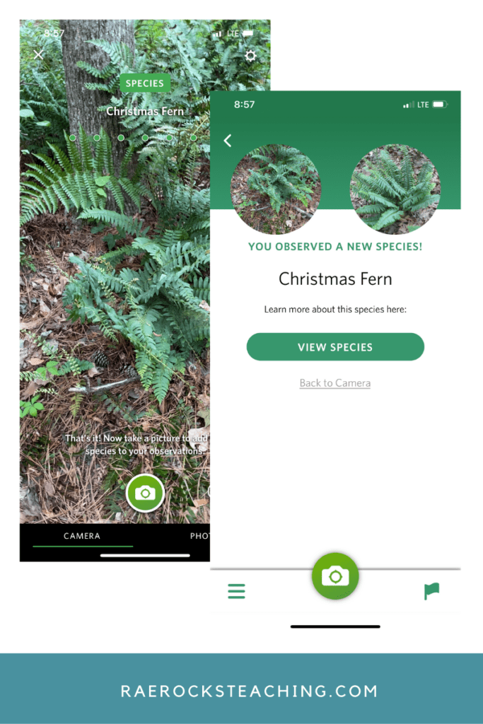 Creative and Fun Way to Get Students to Learn Classifications of Plants ...