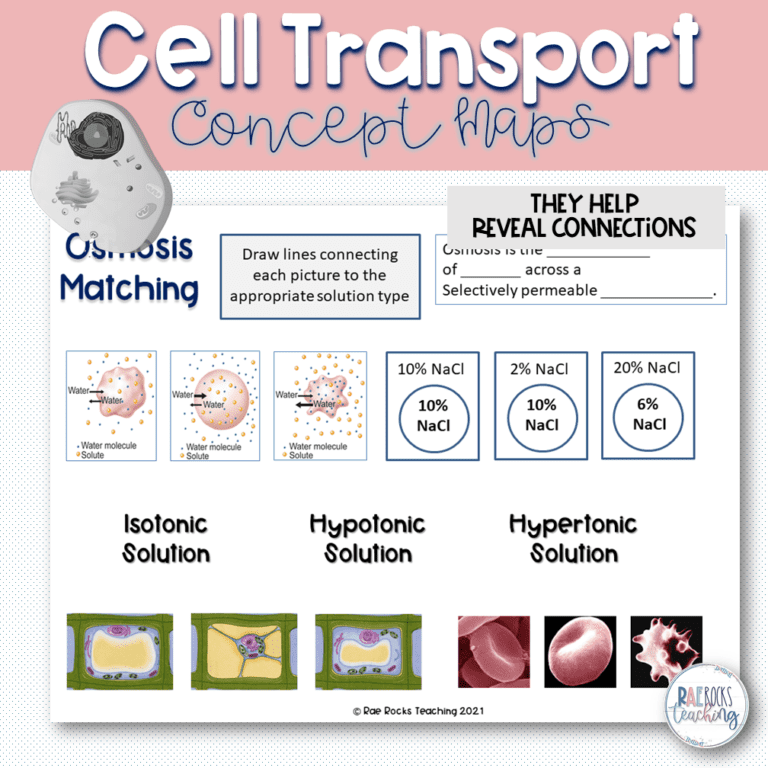Cell Transport Review Worksheet - Rae Rocks Teaching