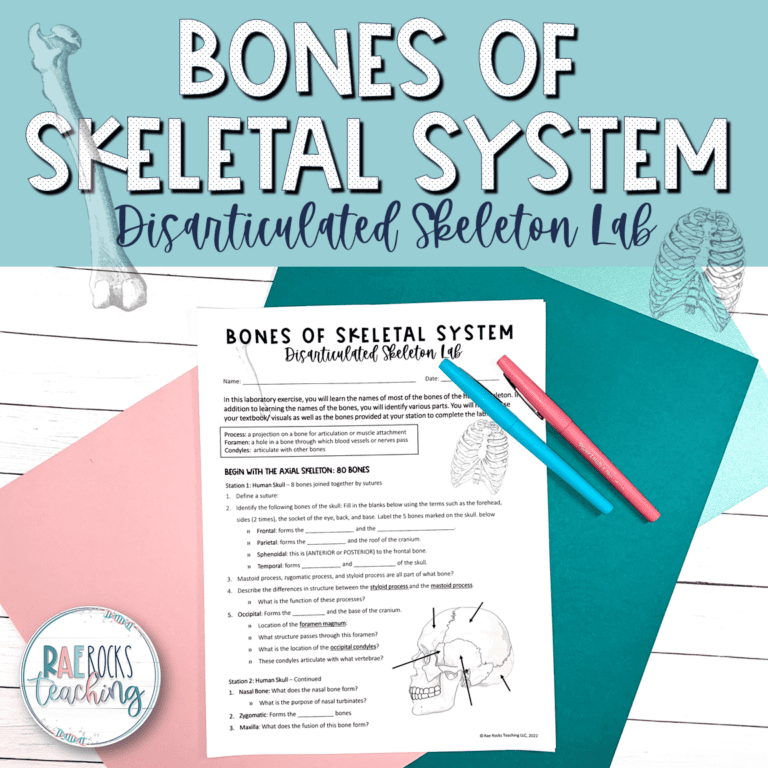 Bones of Skeletal System - Rae Rocks Teaching