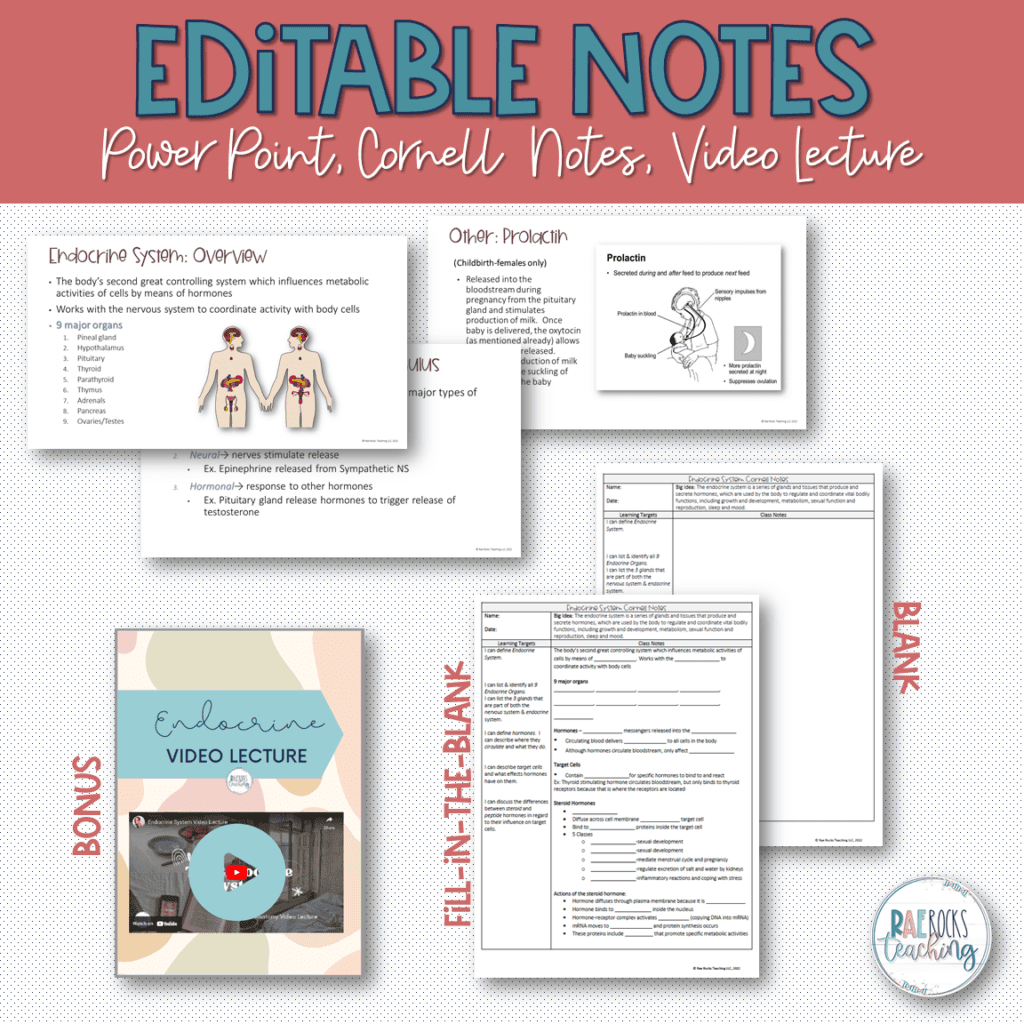 Endocrine System Organs and Functions - Rae Rocks Teaching Endocrine System Organs and Functions - Rae Rocks Teaching