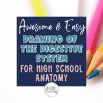 Awesome & Easy Drawing of the Digestive System for High School Anatomy ...