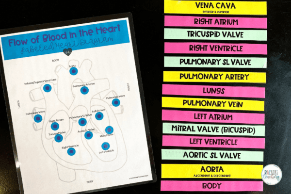 Fun Ways I Teach Flow of Blood Through Heart - Rae Rocks Teaching