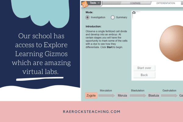 Creative Ways To Teach the Human Reproductive System Anatomy - Rae ...