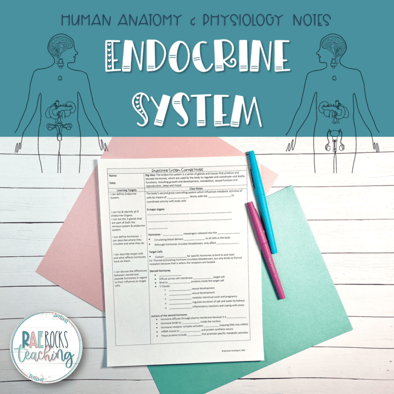 Endocrine System Organs and Functions - Rae Rocks Teaching Endocrine System Organs and Functions - Rae Rocks Teaching