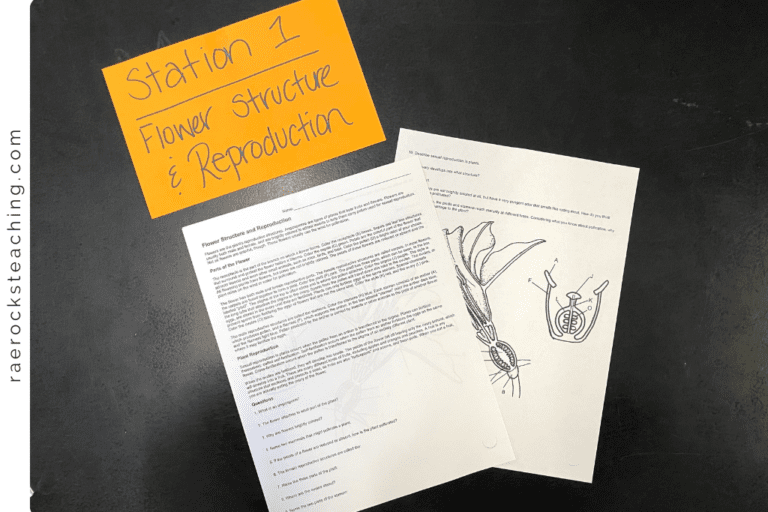 How and Why I Use Student-Led Stations to Teach Kingdoms Living ...