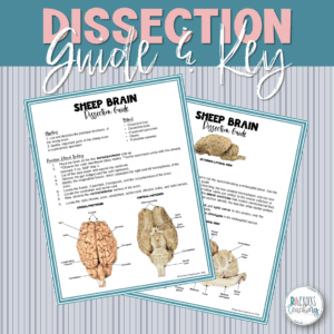 Sheep Brain Parts and Functions - Rae Rocks Teaching