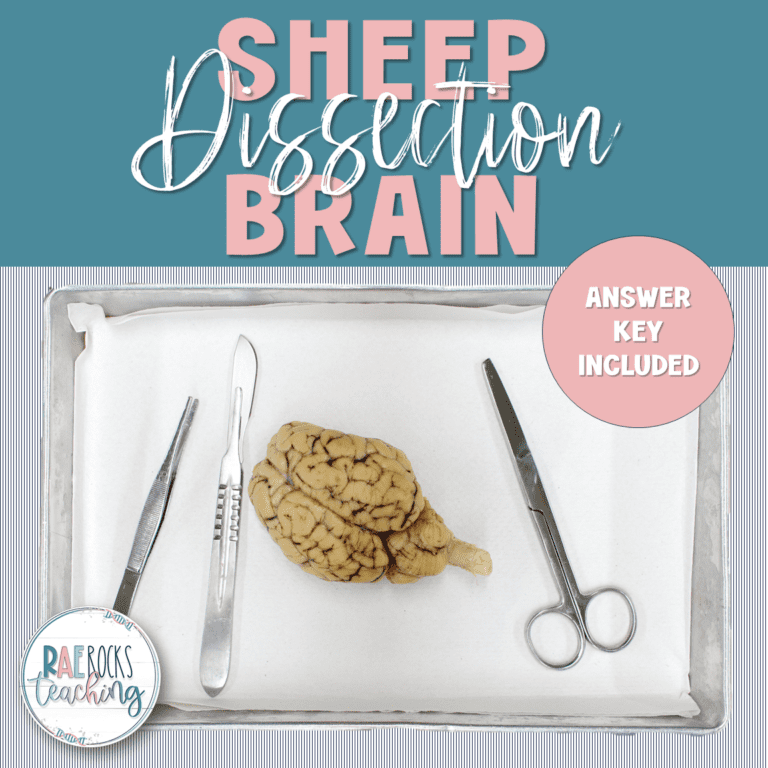 Sheep Brain Parts and Functions - Rae Rocks Teaching