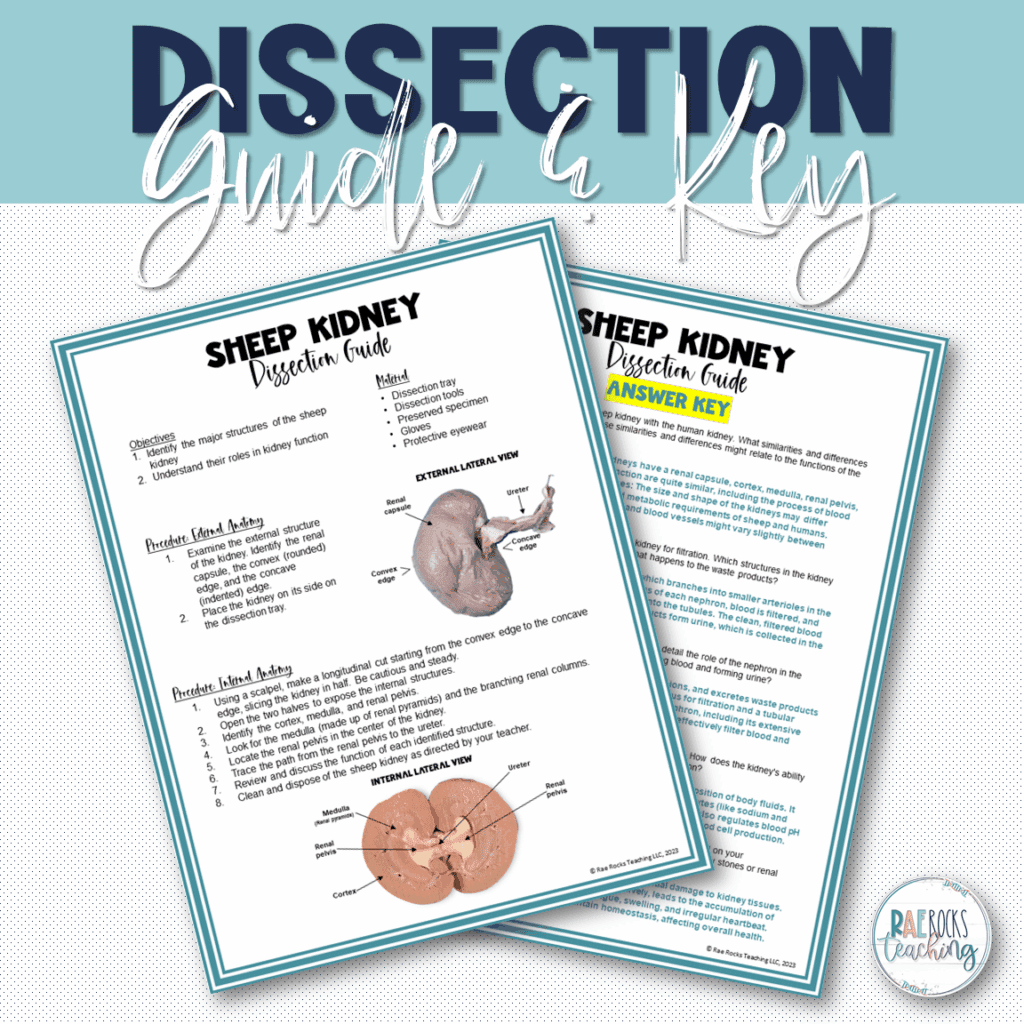 Kidney Anatomy Physiology - Rae Rocks Teaching