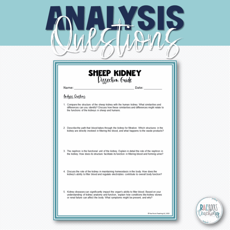 Kidney Anatomy Physiology - Rae Rocks Teaching