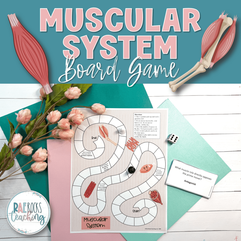 The Muscular System Review - Rae Rocks Teaching